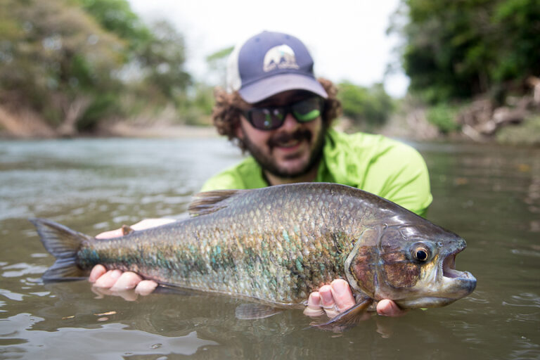 Machaca, Costa Rica's Fruit Eater - Fly Fishing Costa Rica