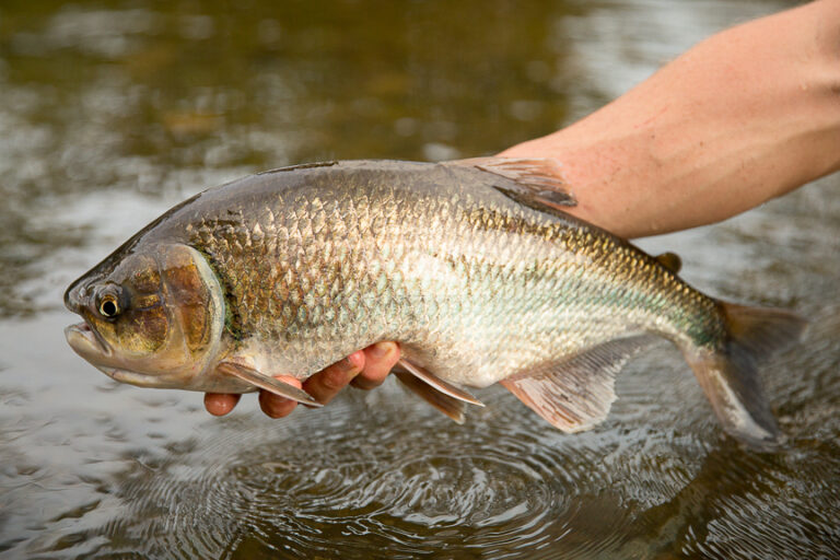 Machaca, Costa Rica's Fruit Eater - Fly Fishing Costa Rica