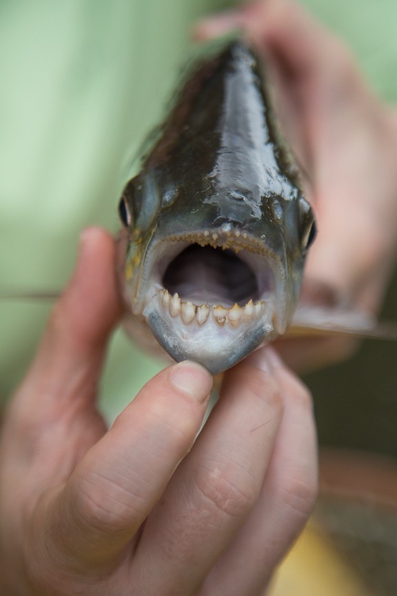 Machaca, Costa Rica's Fruit Eater - Fly Fishing Costa Rica