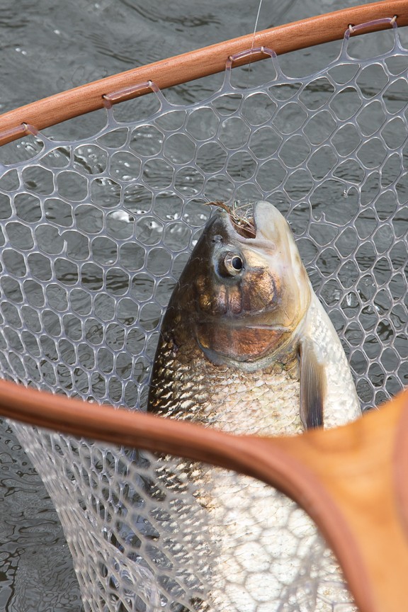 Machaca, Costa Rica's Fruit Eater - Fly Fishing Costa Rica