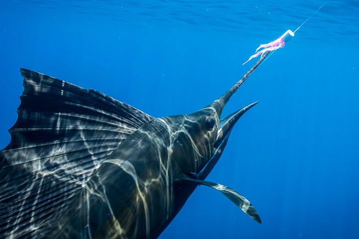 Costa Rica's Fly Fishing Grand Slam - Fly Fishing Costa Rica