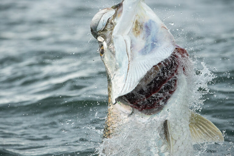 Jungle Quest - Tarpon & Machaca Combo - Fly Fishing Costa Rica