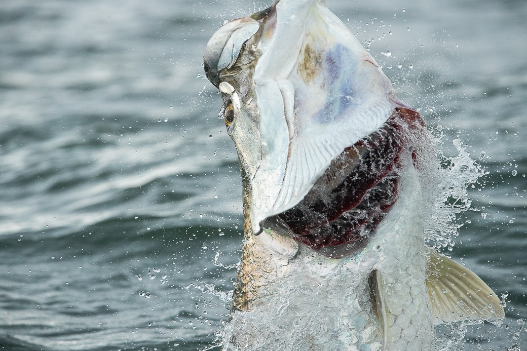 Jungle Quest - Tarpon & Machaca Combo - Fly Fishing Costa Rica