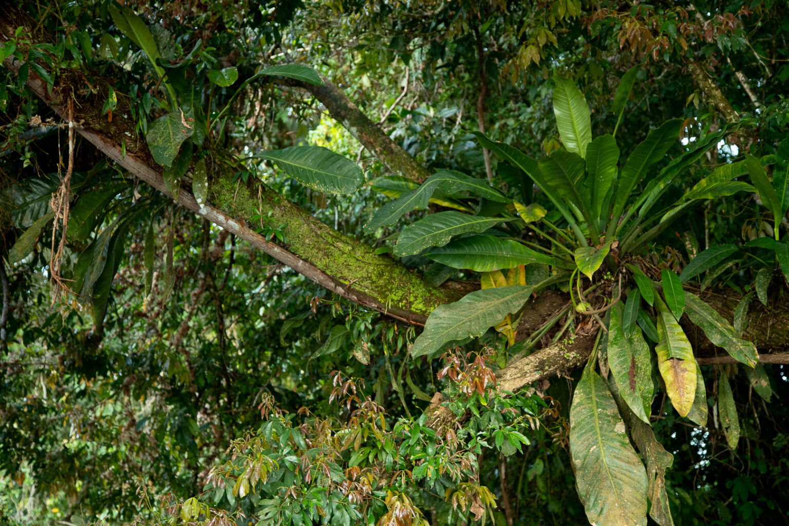 Jungle Quest - Tarpon & Machaca Combo - Fly Fishing Costa Rica