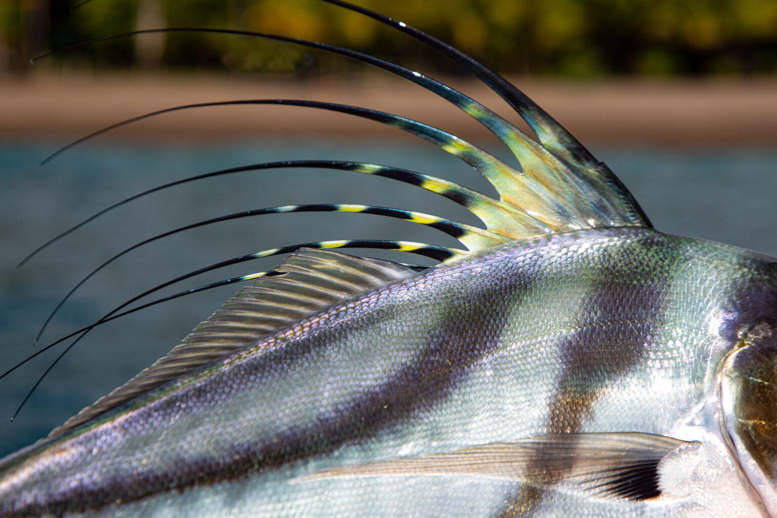 Fly Fishing Costa Rica's Dry Season - Fly Fishing Costa Rica